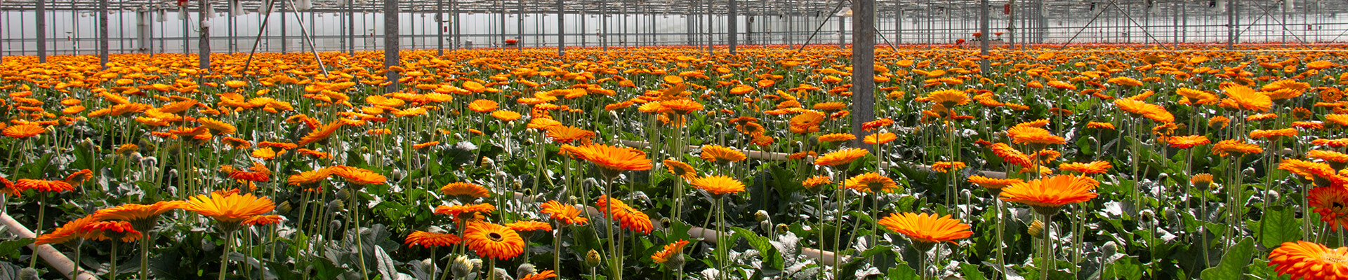 Aminozuren - Power2plants.nl